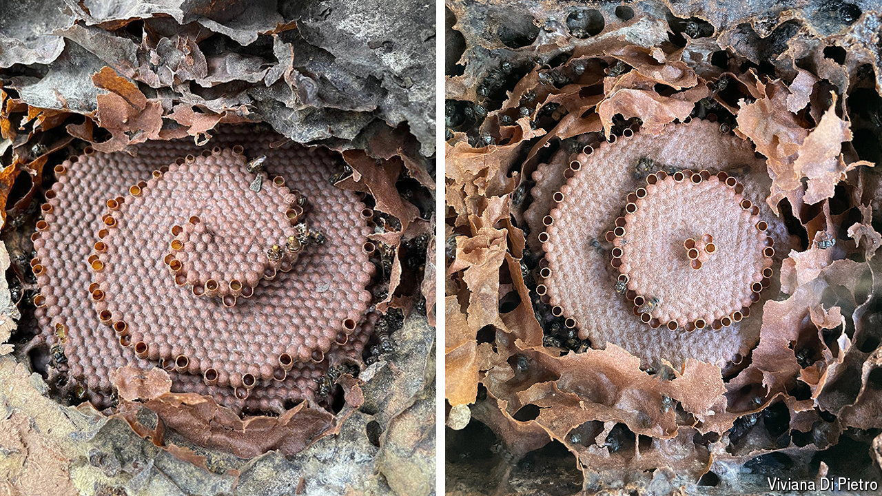 Bees, like humans, can preserve cultural traditions